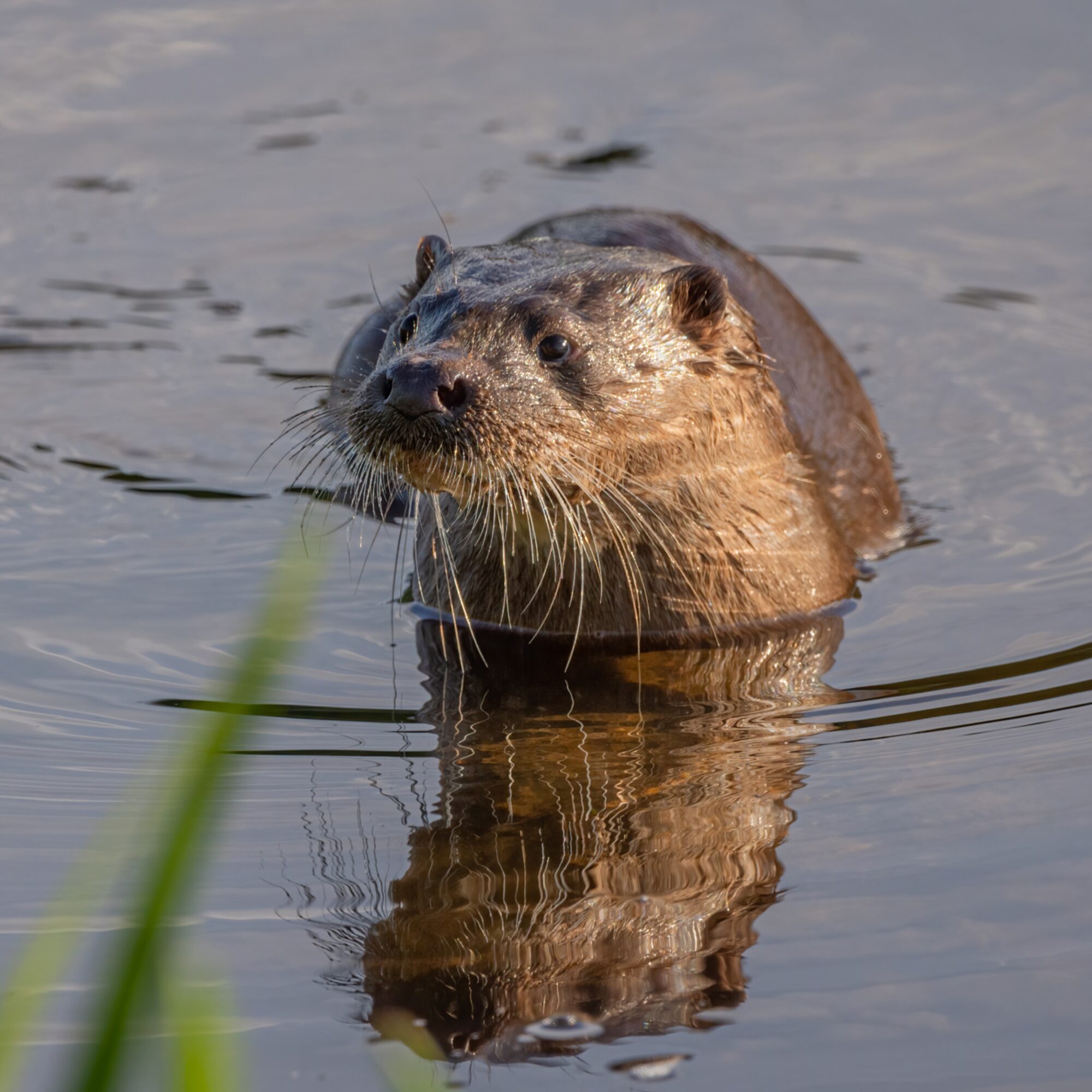 North Inch Community Library - Culture Perth & Kinross